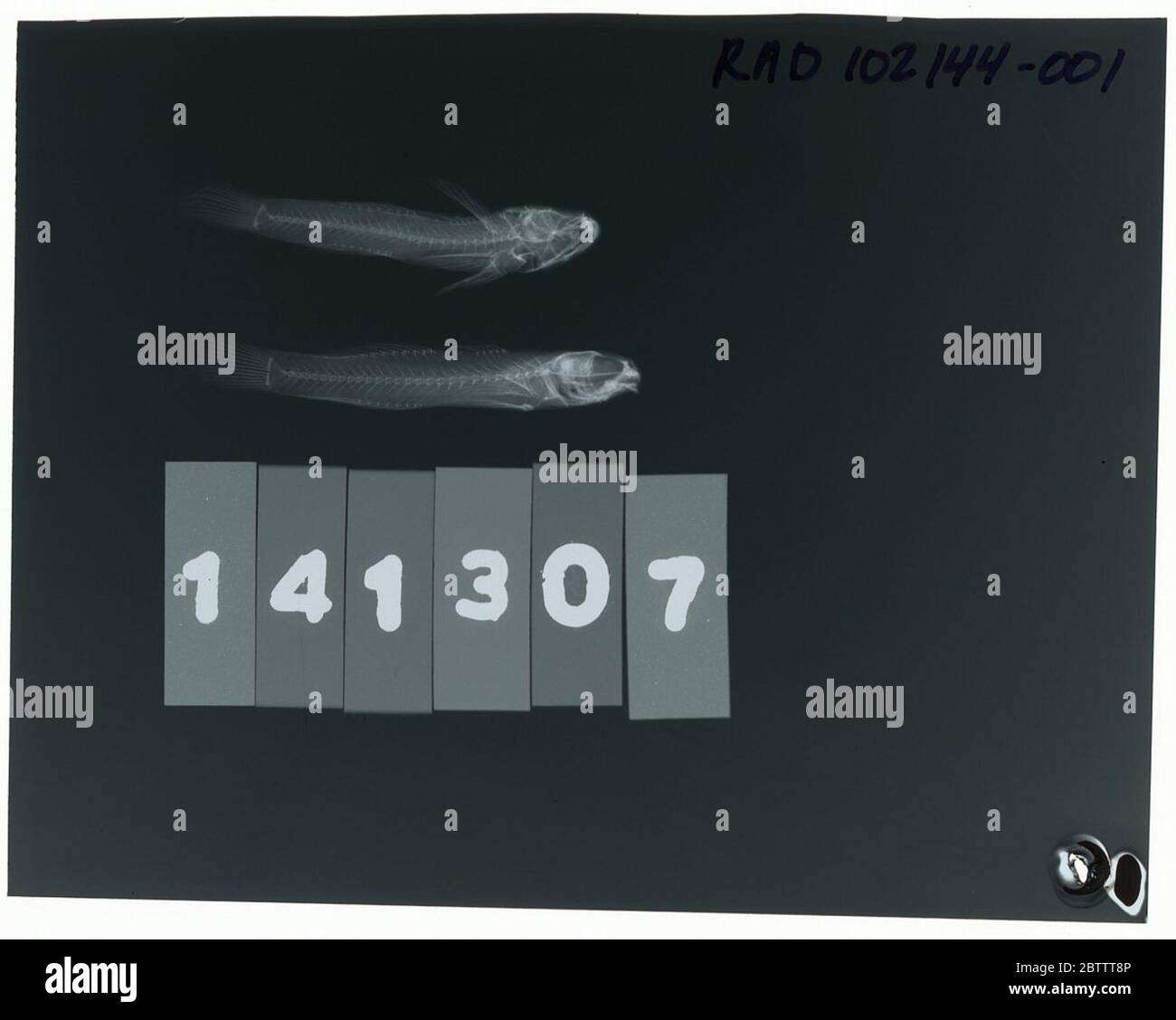 Going fish Cut Out Stock Images & Pictures - Alamy