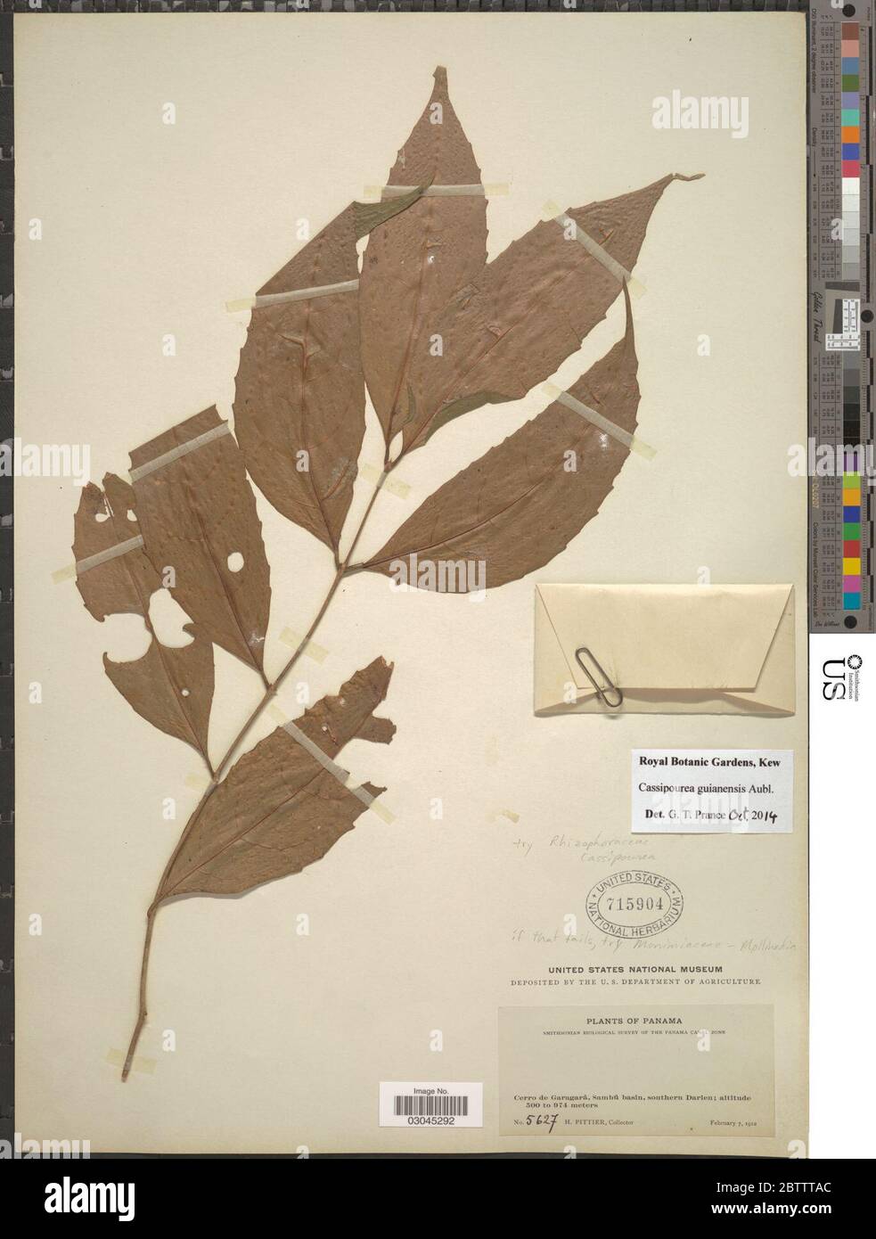 Cassipourea guianensis Aubl Stock Photo - Alamy