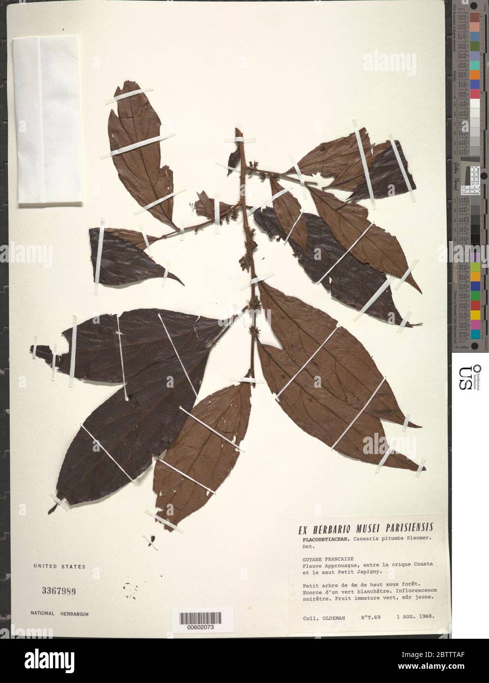 Casearia pitumba Sleumer Stock Photo - Alamy