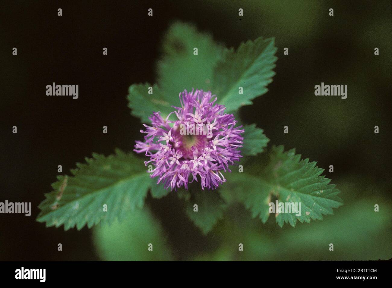 Centratherum hi-res stock photography and images - Alamy