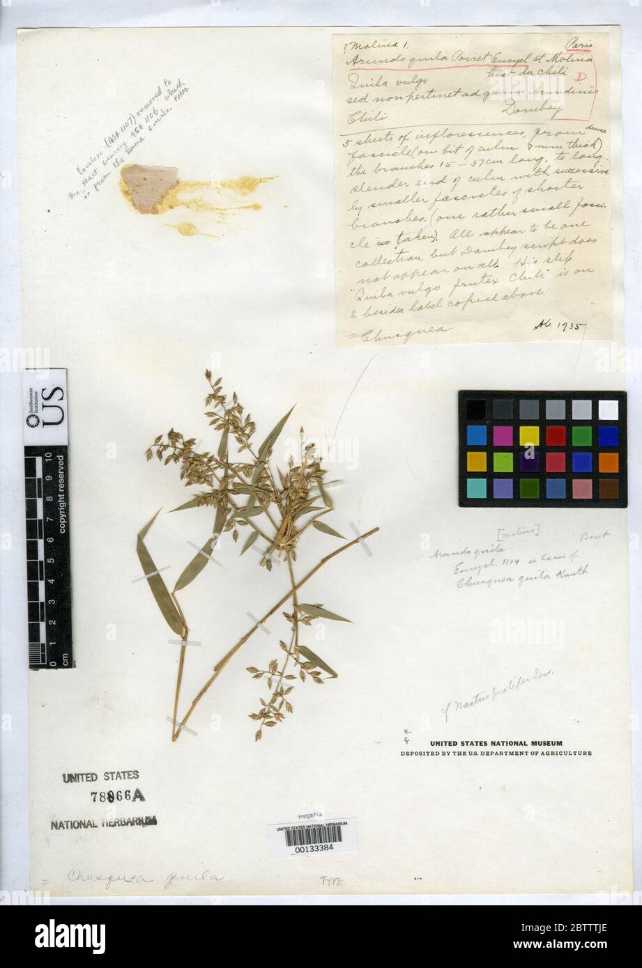 Chusquea quila Kunth Stock Photo - Alamy