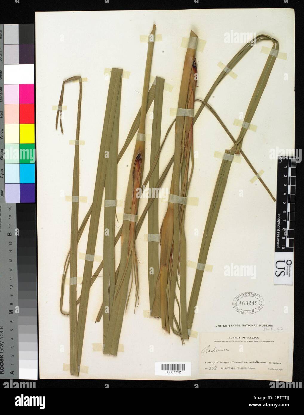 Cladium hi-res stock photography and images - Alamy