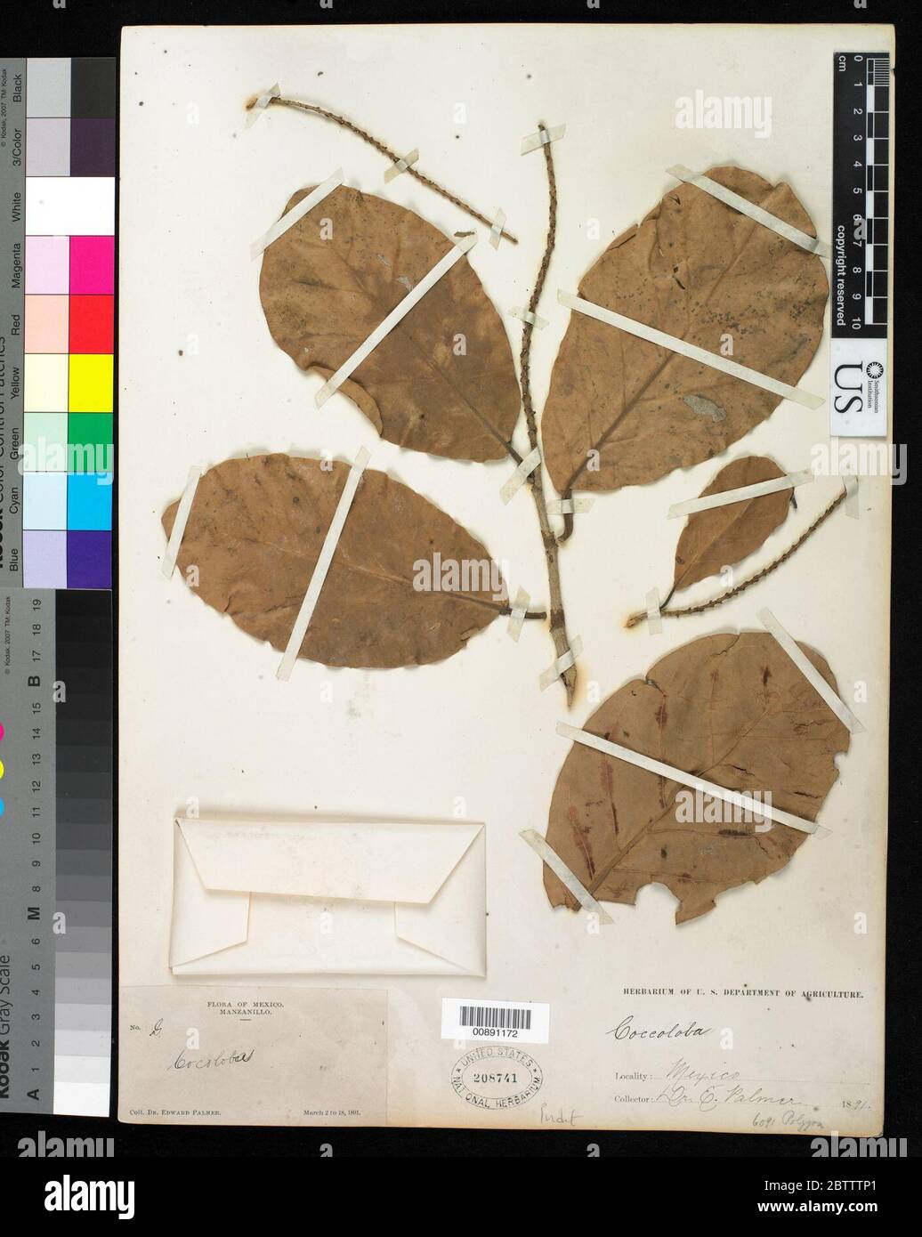 Coccoloba coccoloba sp hi-res stock photography and images - Alamy