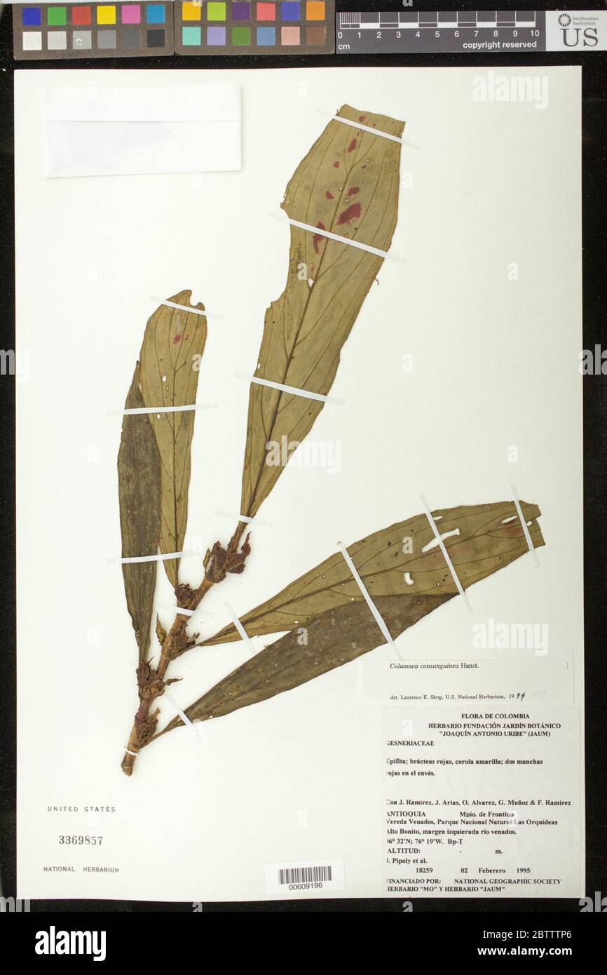 Columnea consanguinea Hanst var consanguinea Stock Photo - Alamy