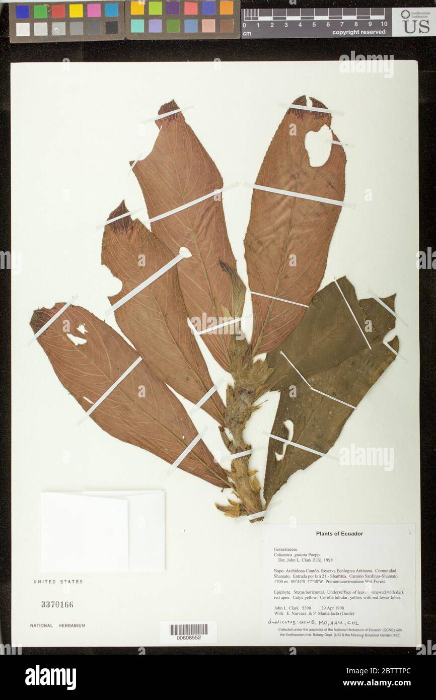 Columnea guttata Poepp Stock Photo - Alamy