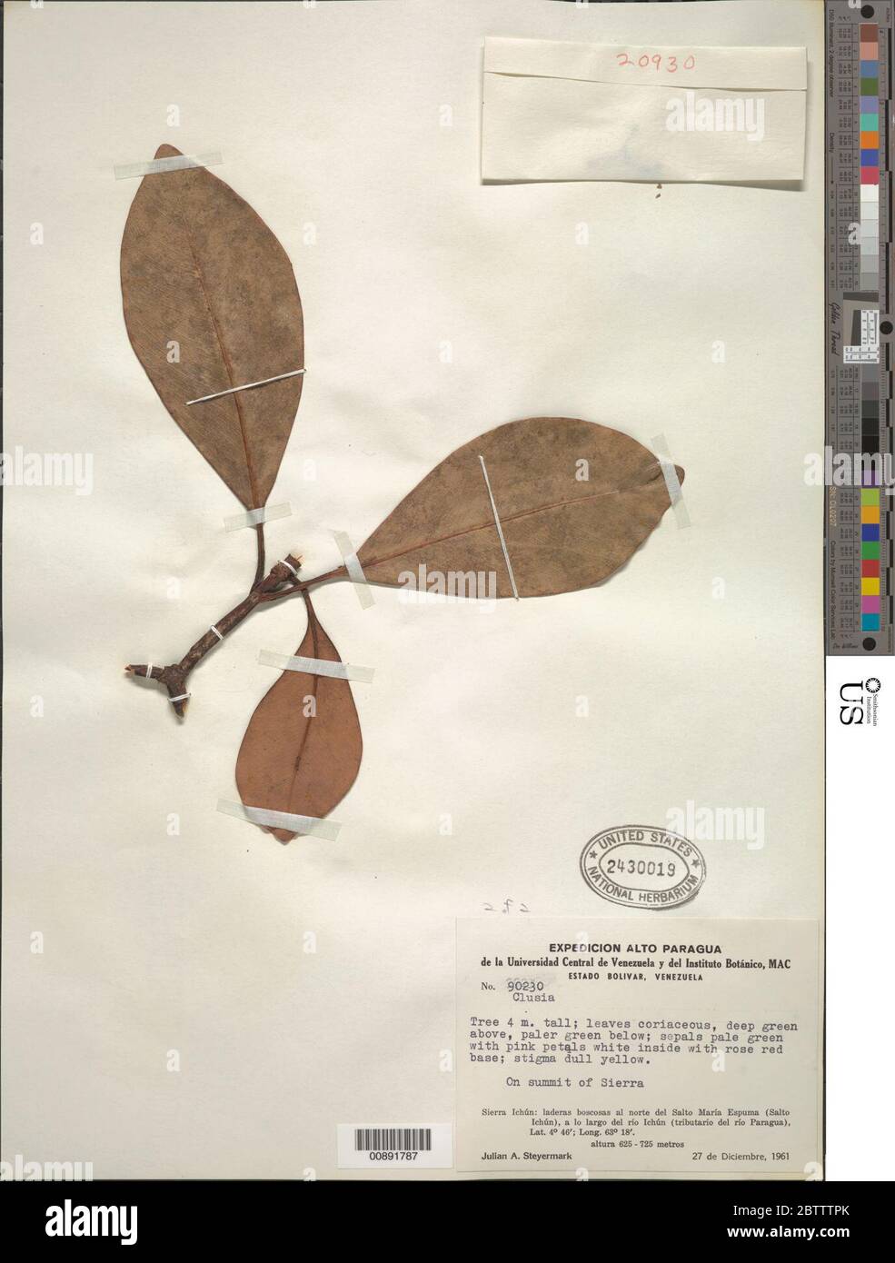 Clusia sp hi-res stock photography and images - Alamy