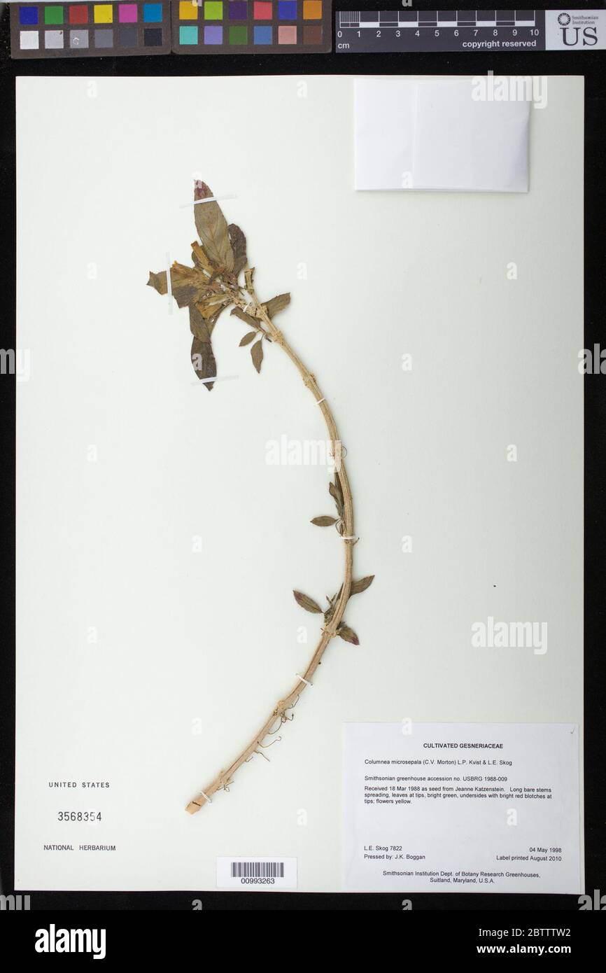 Columnea microsepala CV Morton LP Kvist LE Skog Stock Photo - Alamy