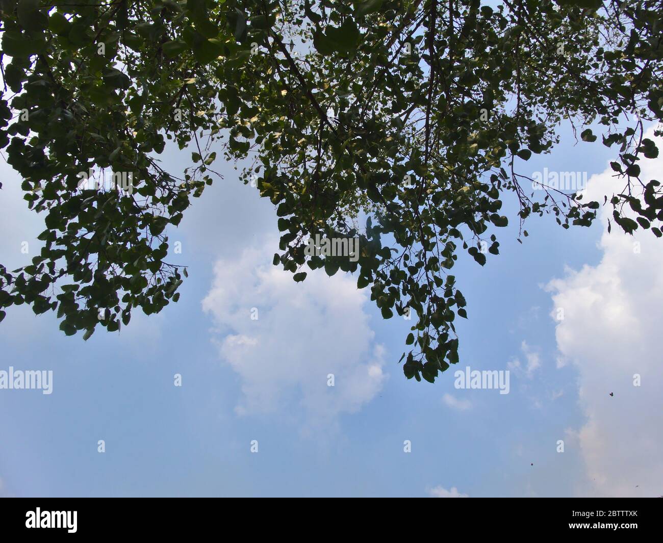 Trees and skies from a low perspective Stock Photo - Alamy