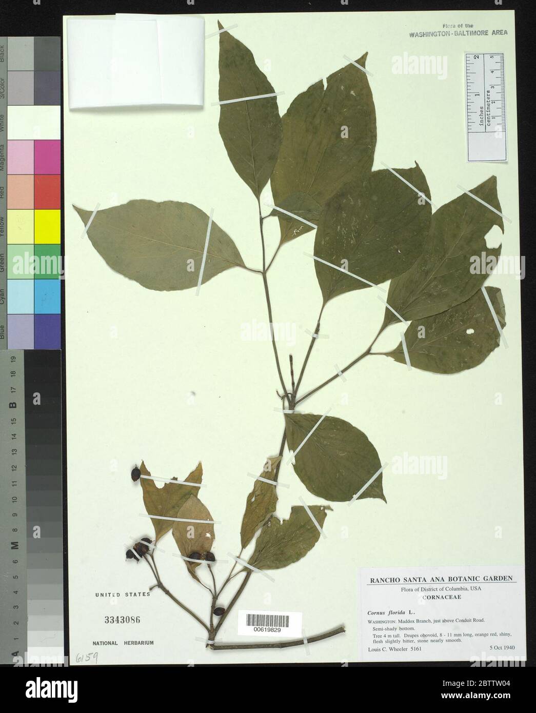 Cornus florida L Stock Photo - Alamy