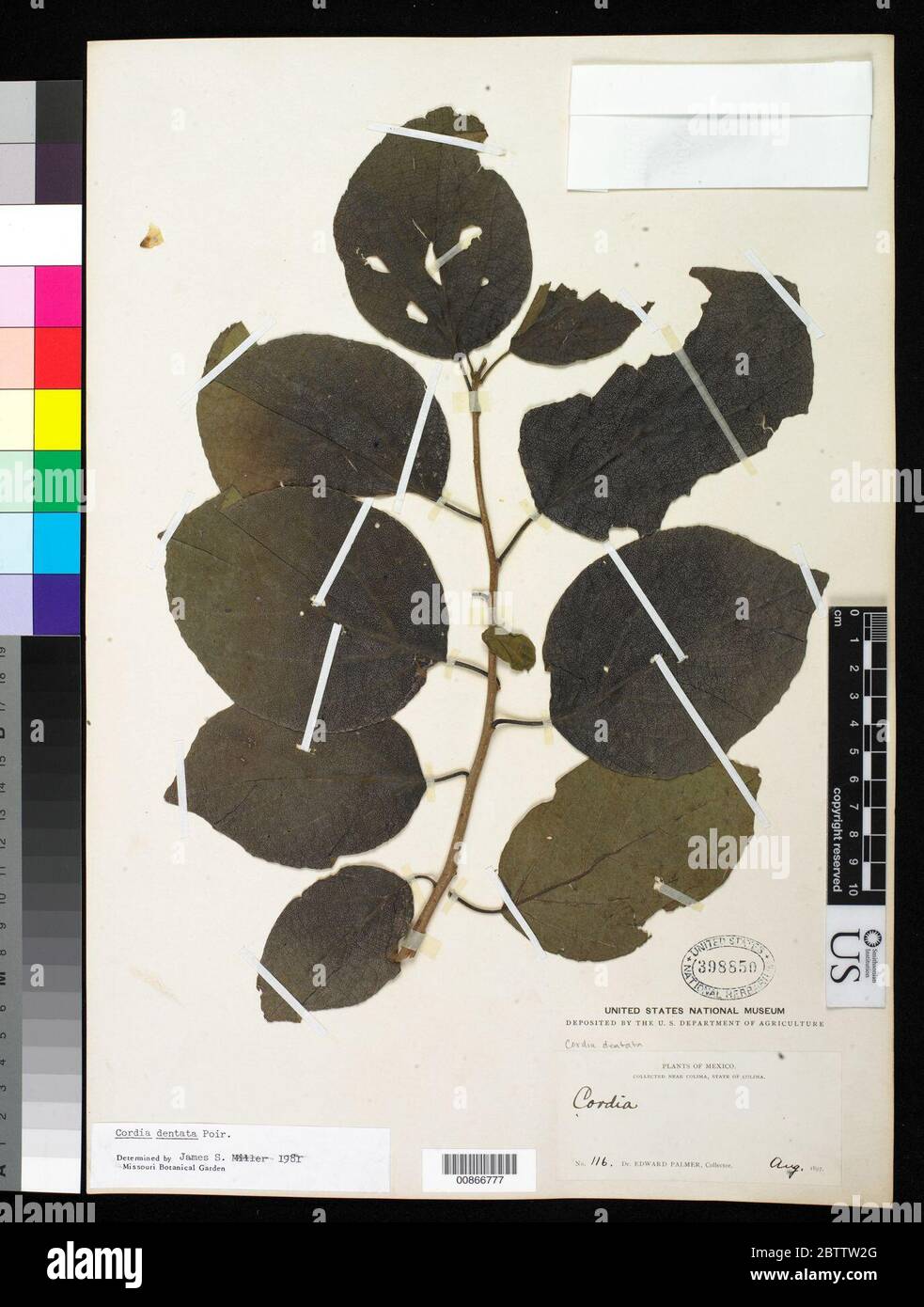 Poir hi-res stock photography and images - Alamy