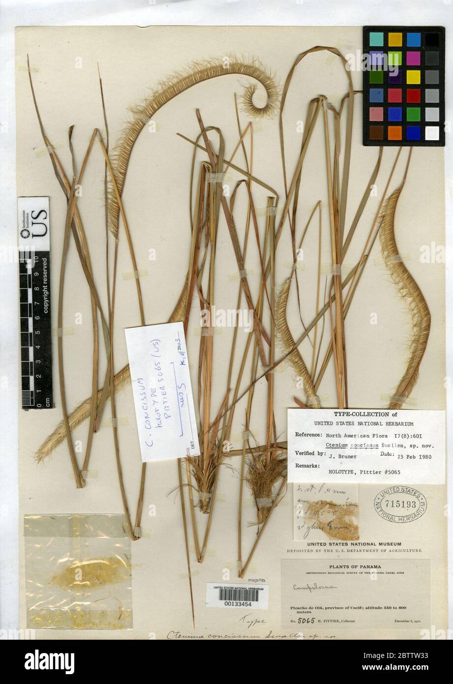 Ctenium hi-res stock photography and images - Alamy