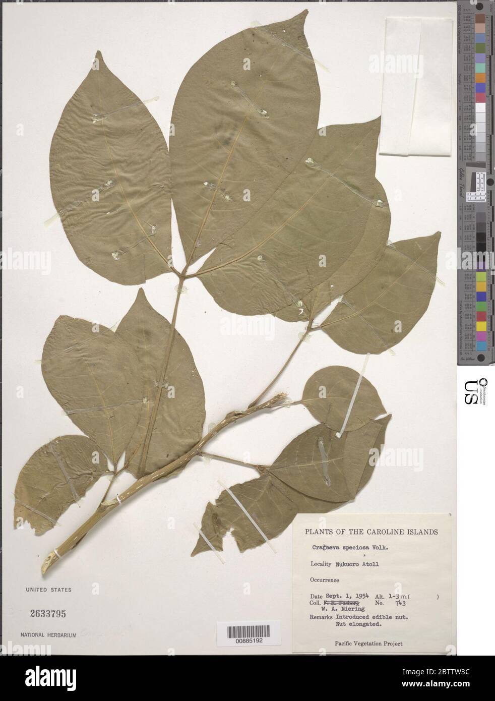 Crataeva speciosa Volk Stock Photo - Alamy