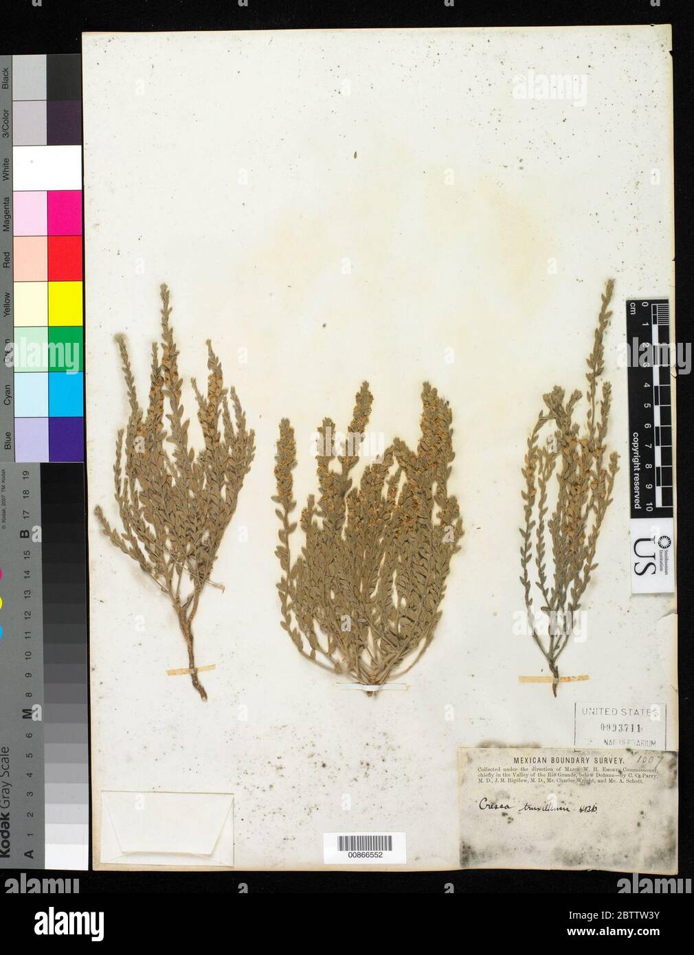 Cressa hi-res stock photography and images - Alamy