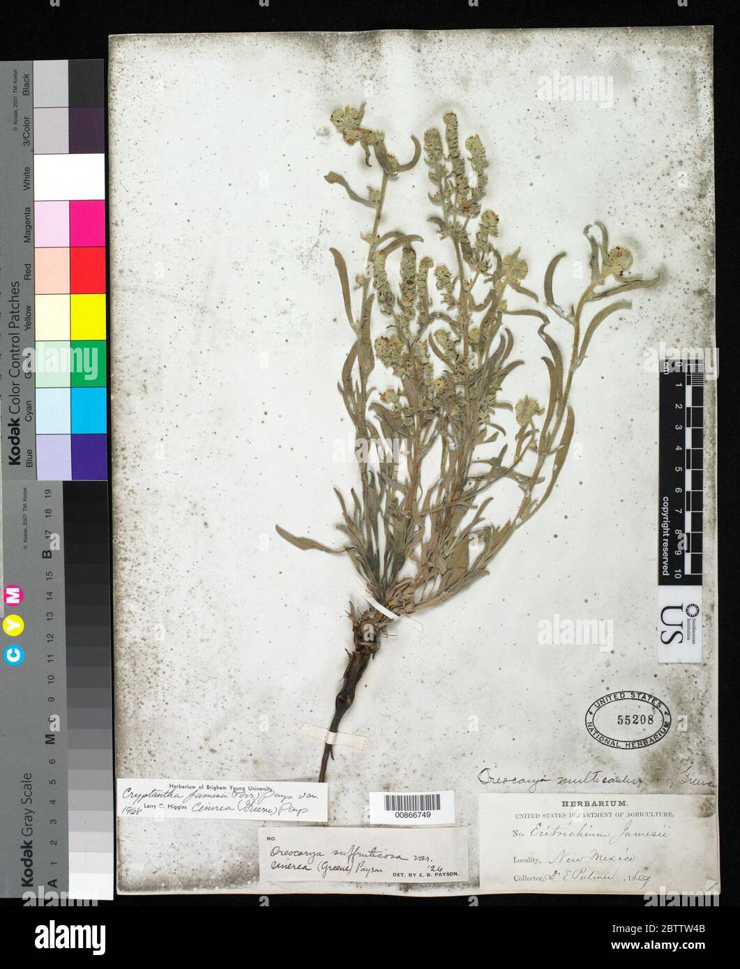 Jamesii hi-res stock photography and images - Alamy