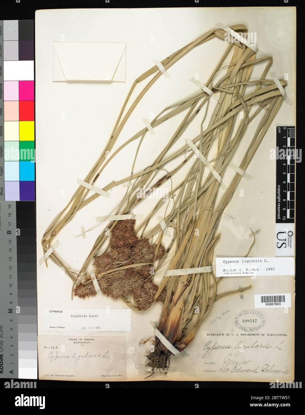 Ligularis hi-res stock photography and images - Alamy