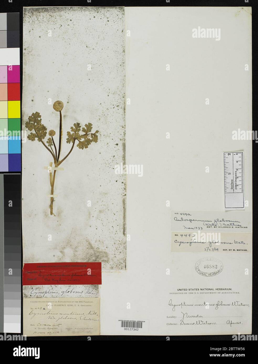 C montanus hi-res stock photography and images - Alamy