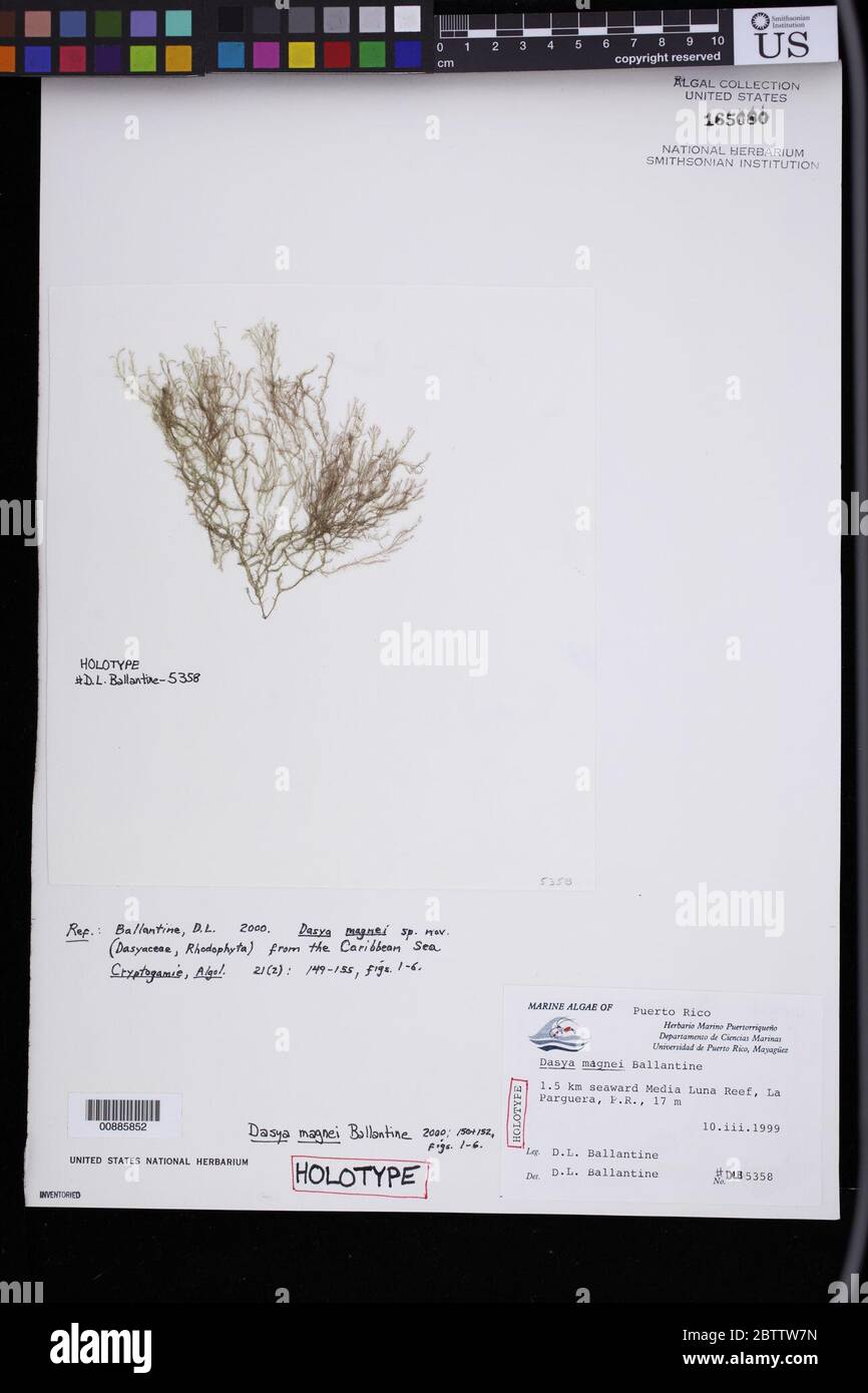 Dasya hi-res stock photography and images - Alamy