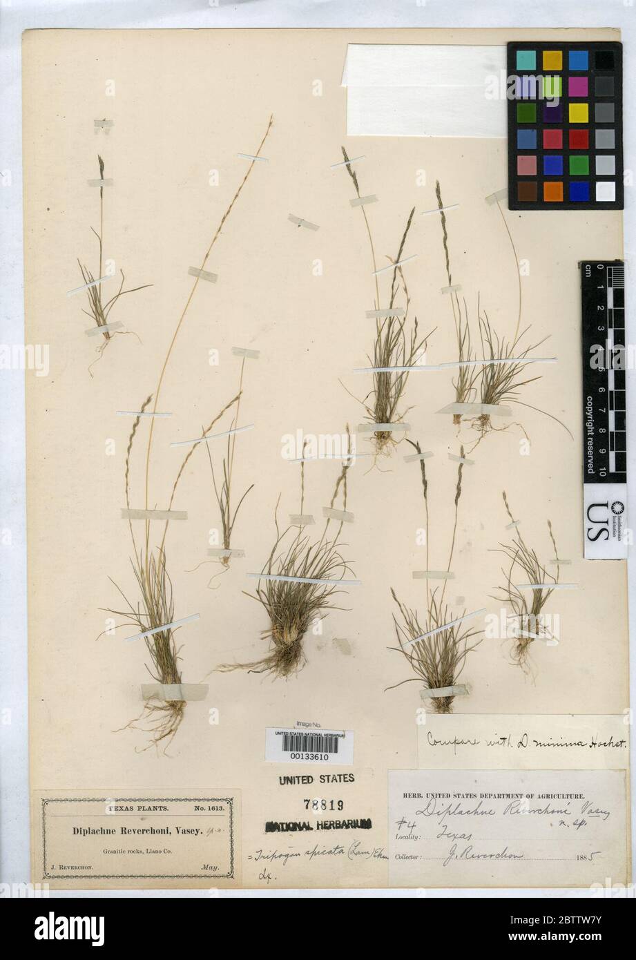 Diplachne hi-res stock photography and images - Alamy