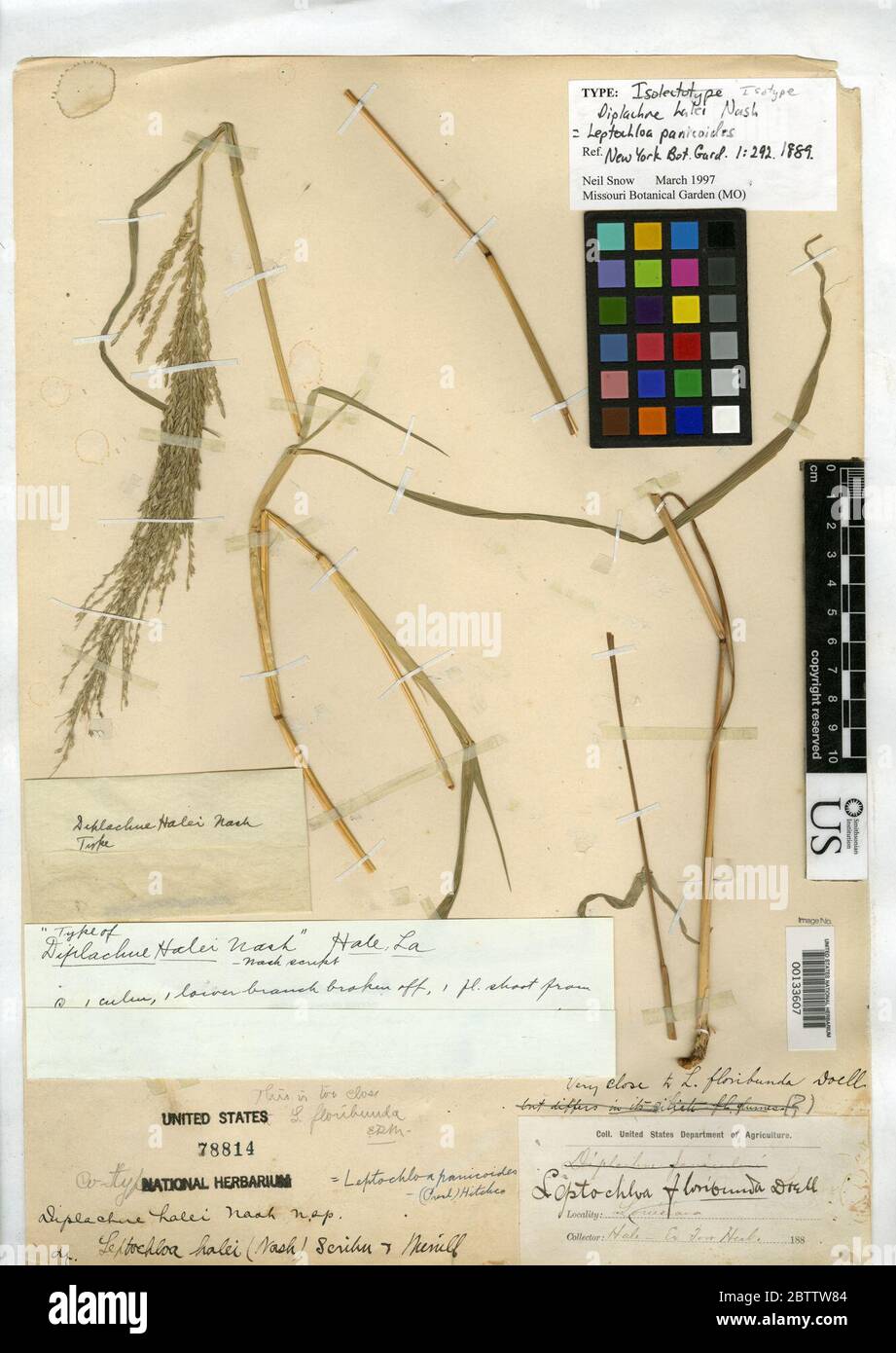 Diplachne hi-res stock photography and images - Alamy