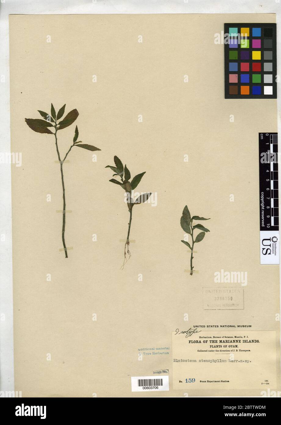 Elatostema stenophyllum Merr Stock Photo - Alamy