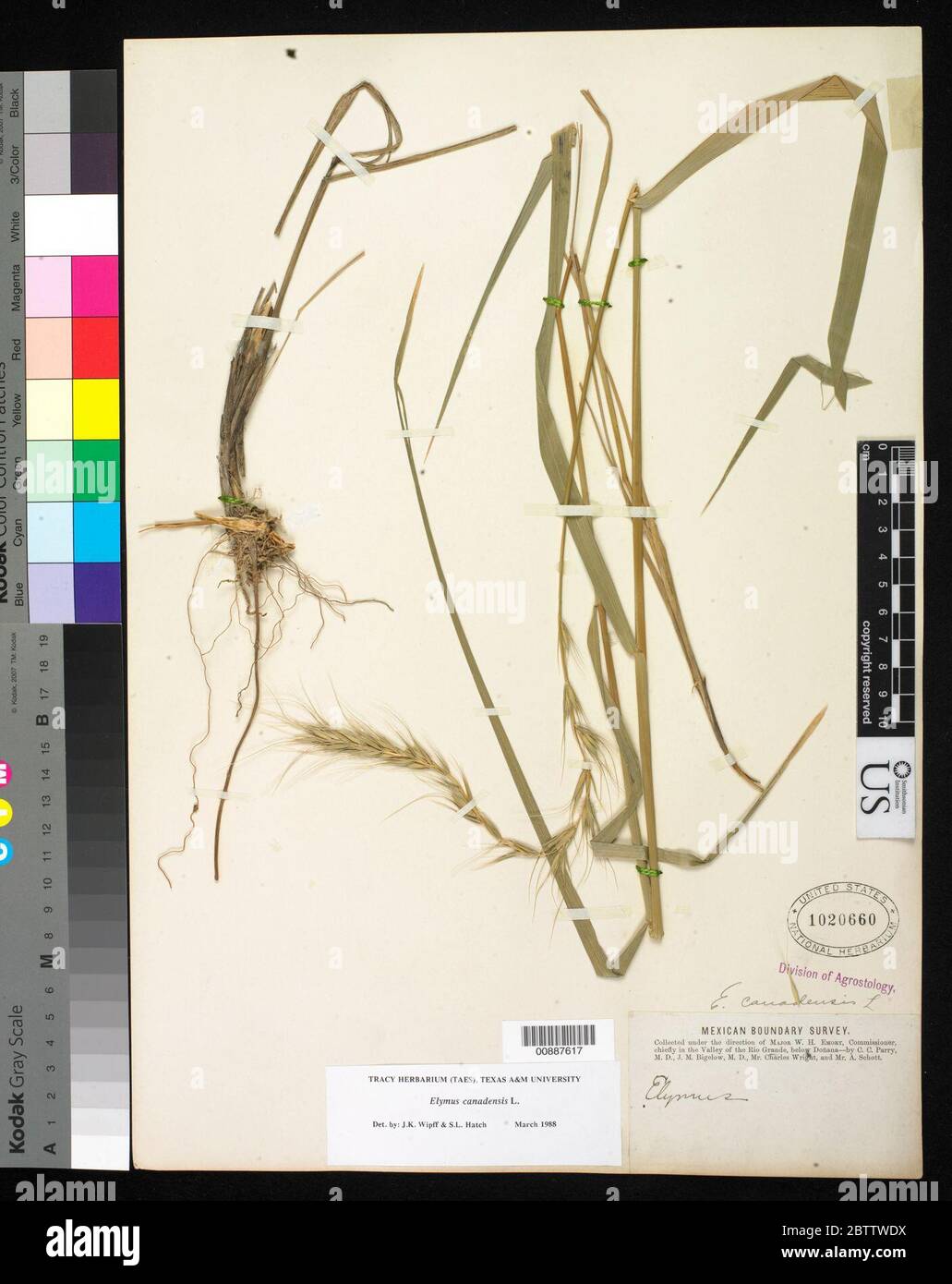 Elymus canadensis hi-res stock photography and images - Alamy