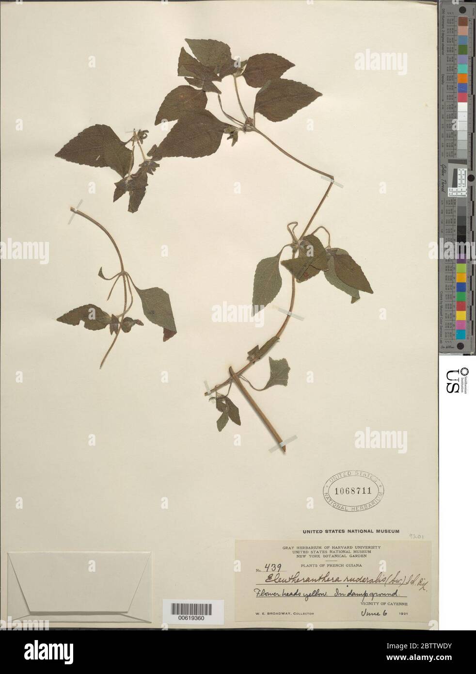 Eleutheranthera ruderalis Sw Sch Bip Stock Photo - Alamy