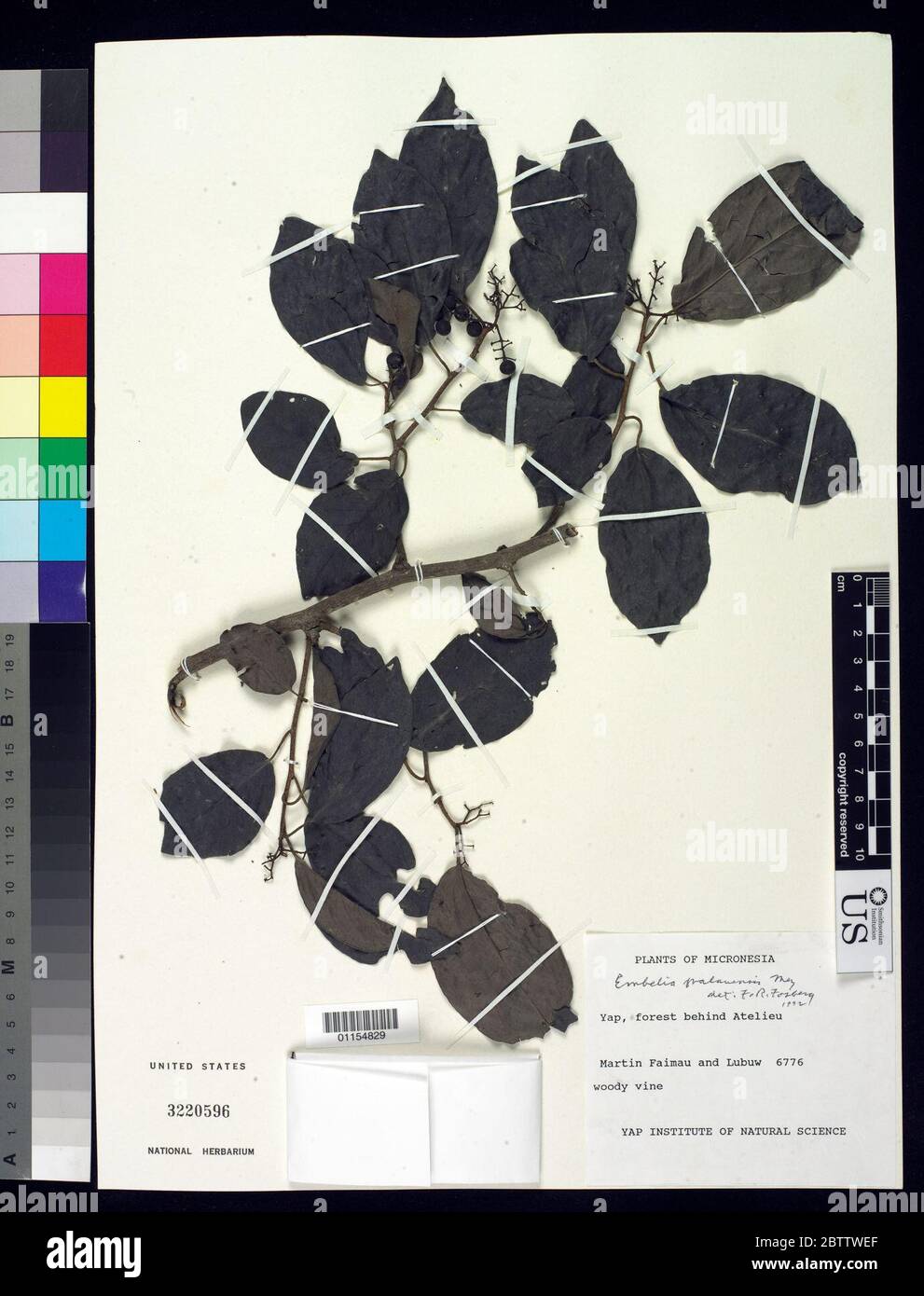 Palauensis hi-res stock photography and images - Alamy