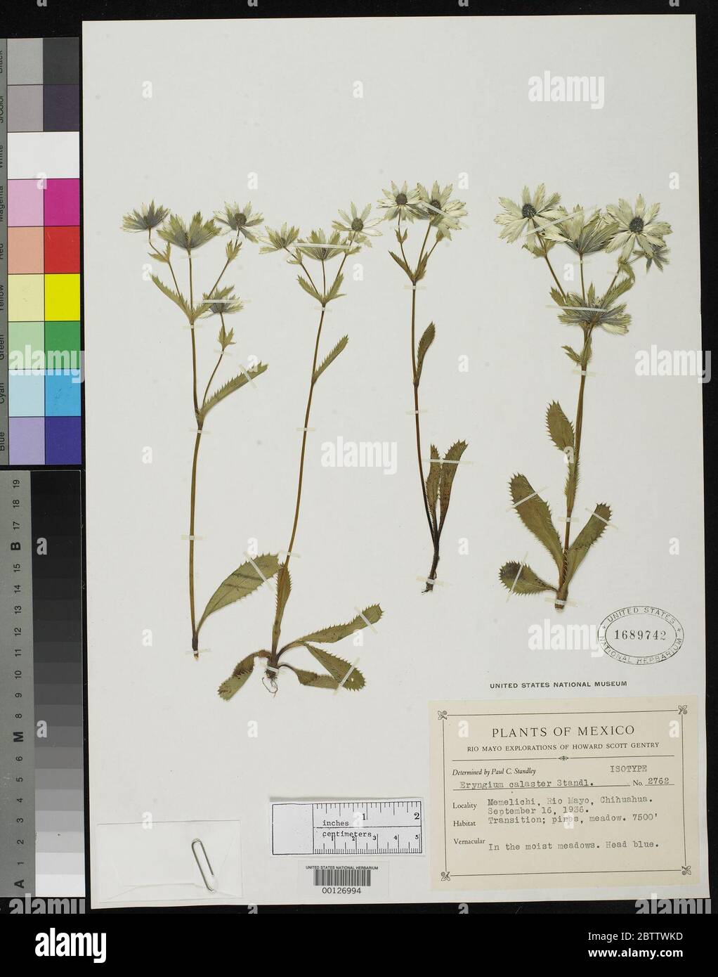 Eryngium calaster Standl Stock Photo - Alamy