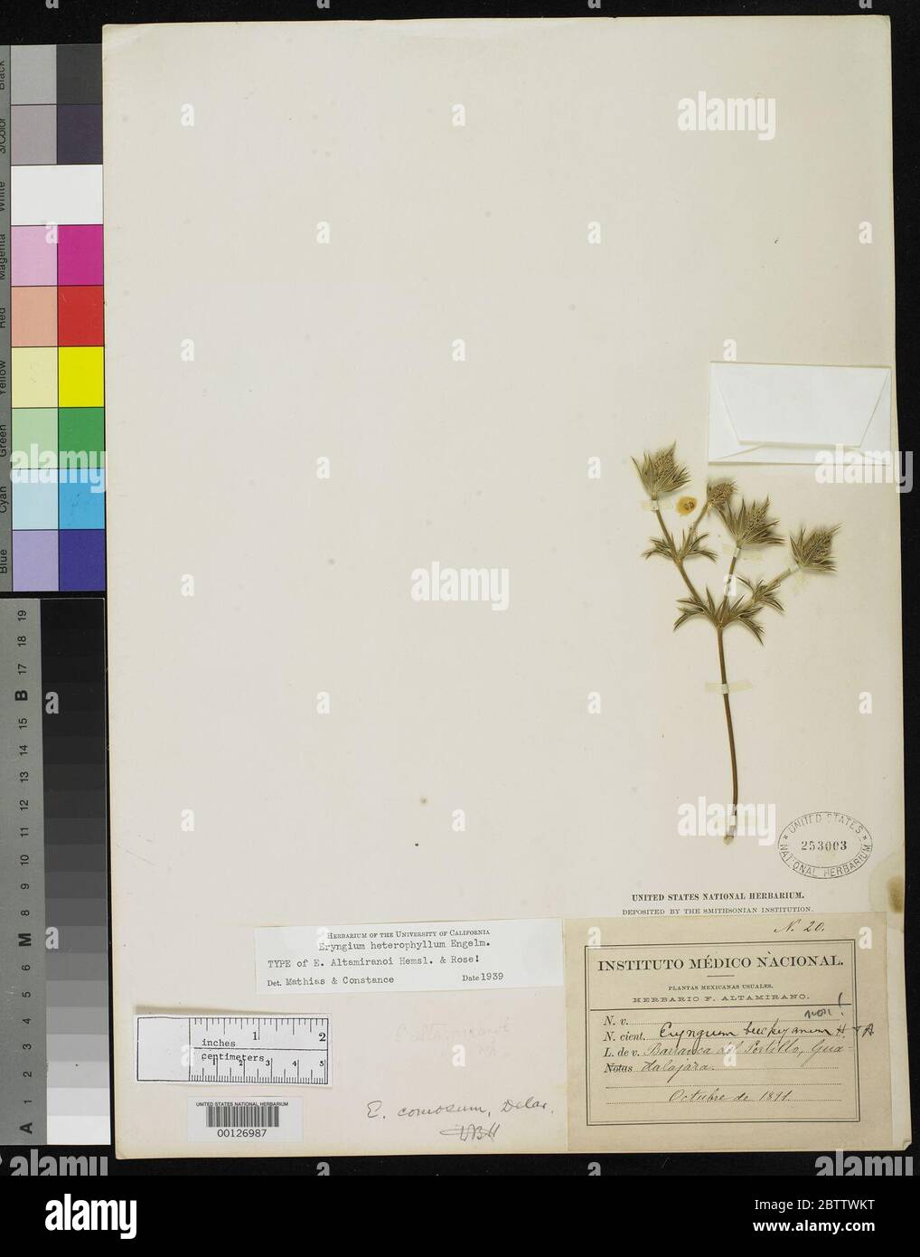 Eryngium altamiranoi Hemsl Rose Stock Photo - Alamy