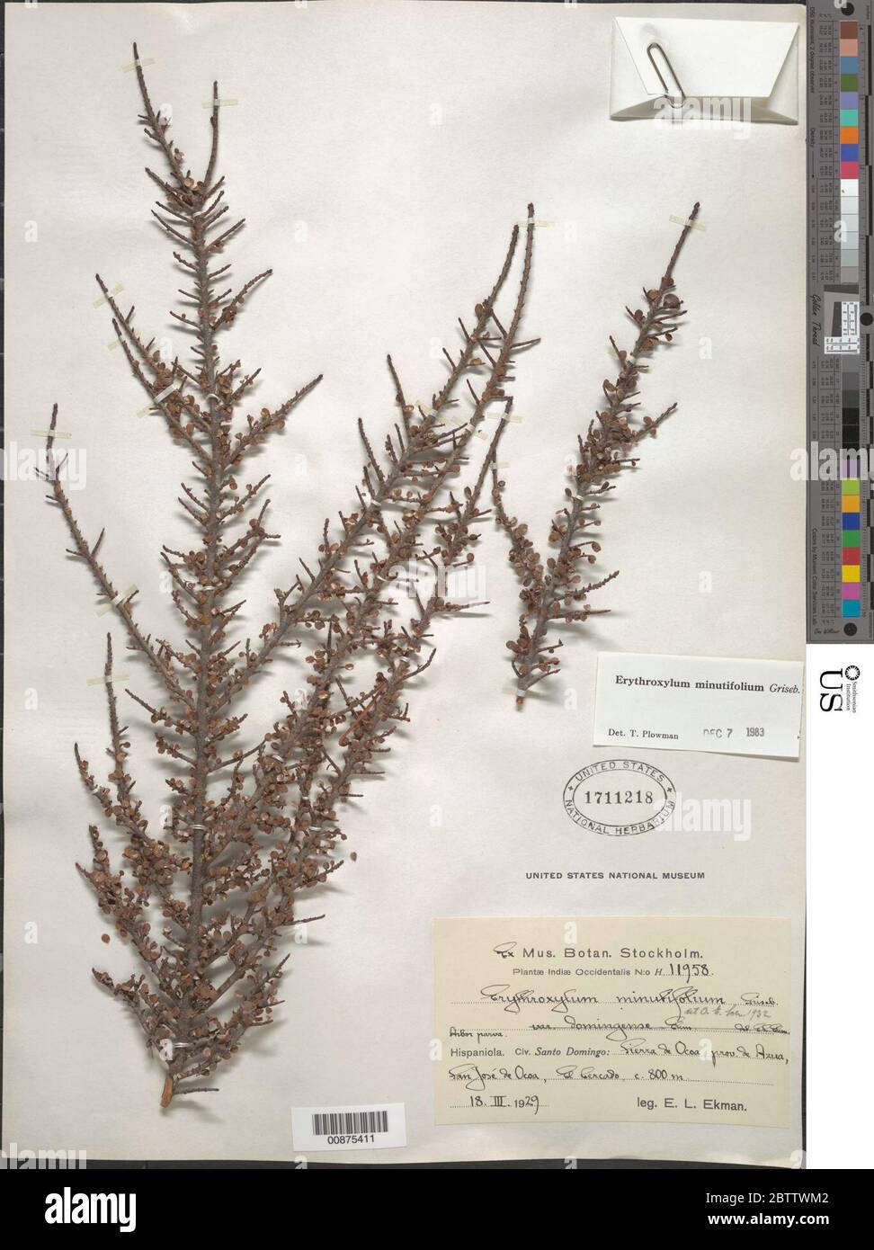 Erythroxylum minutifolium hi-res stock photography and images - Alamy