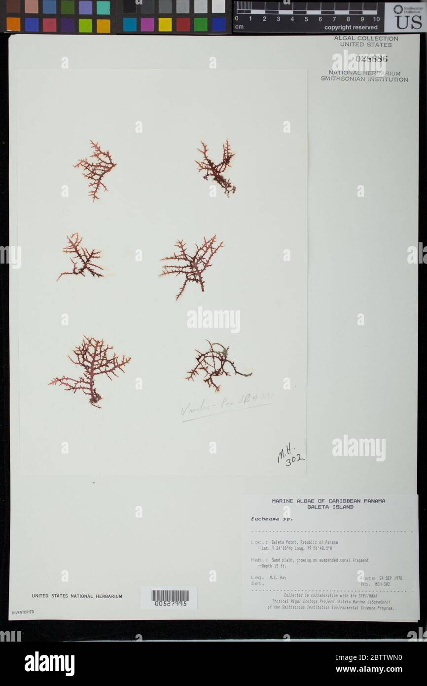 Eucheuma sp hi-res stock photography and images - Alamy