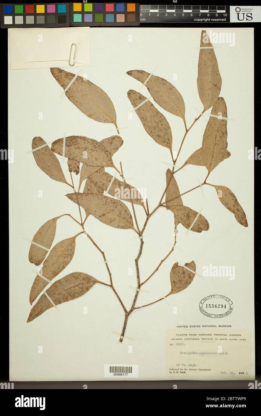 Eucalyptus paniculata hi-res stock photography and images - Alamy