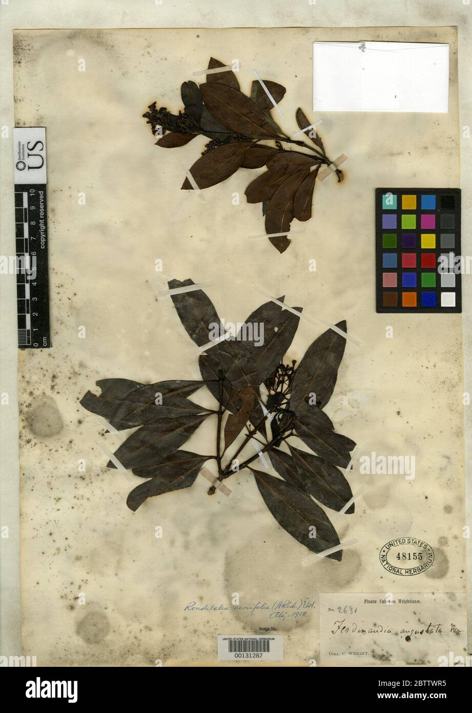 C angustata hi-res stock photography and images - Alamy