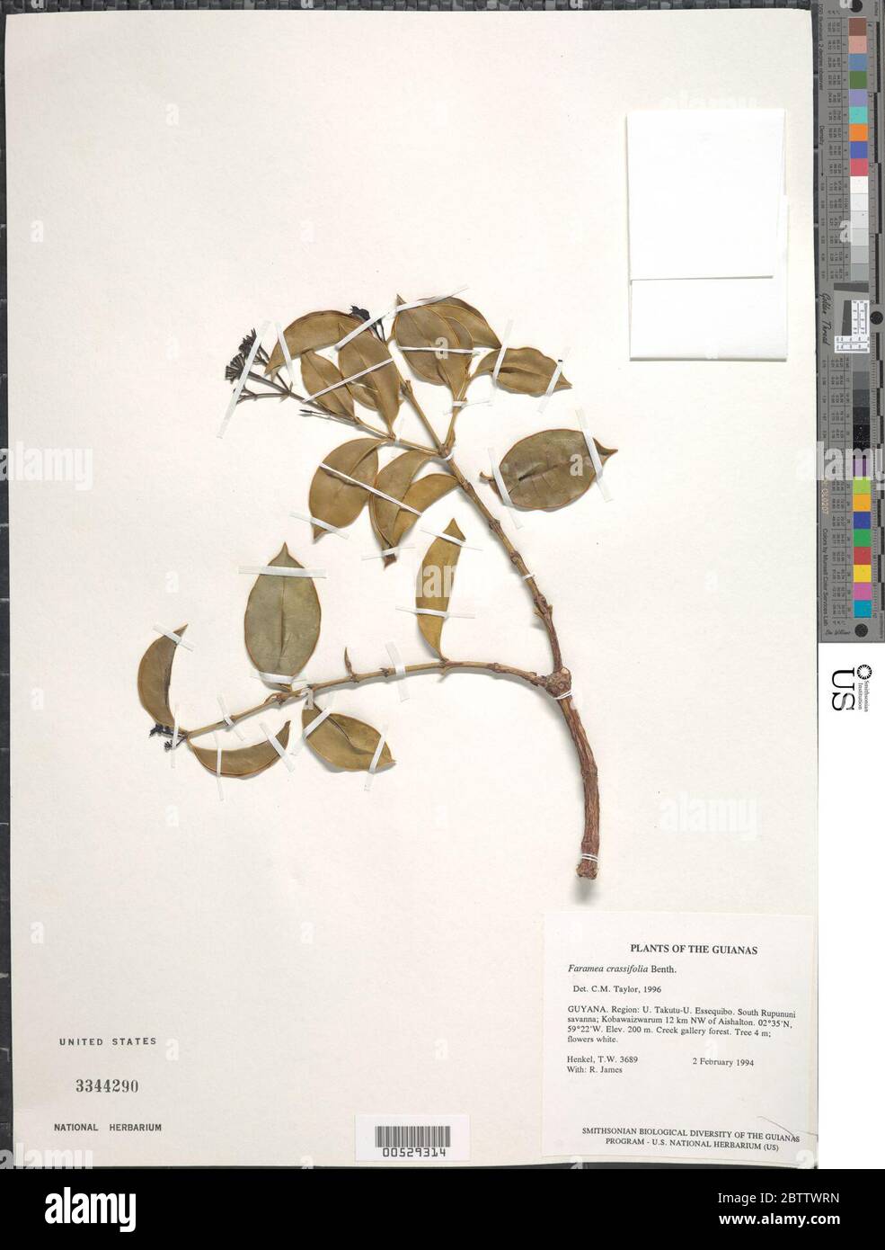 Faramea crassifolia hi-res stock photography and images - Alamy