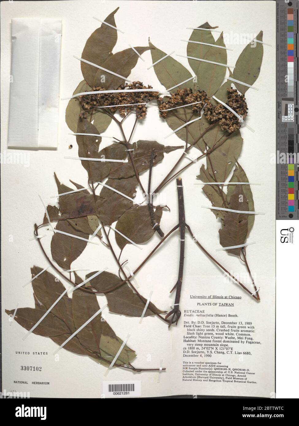 Evodìa hi-res stock photography and images - Alamy