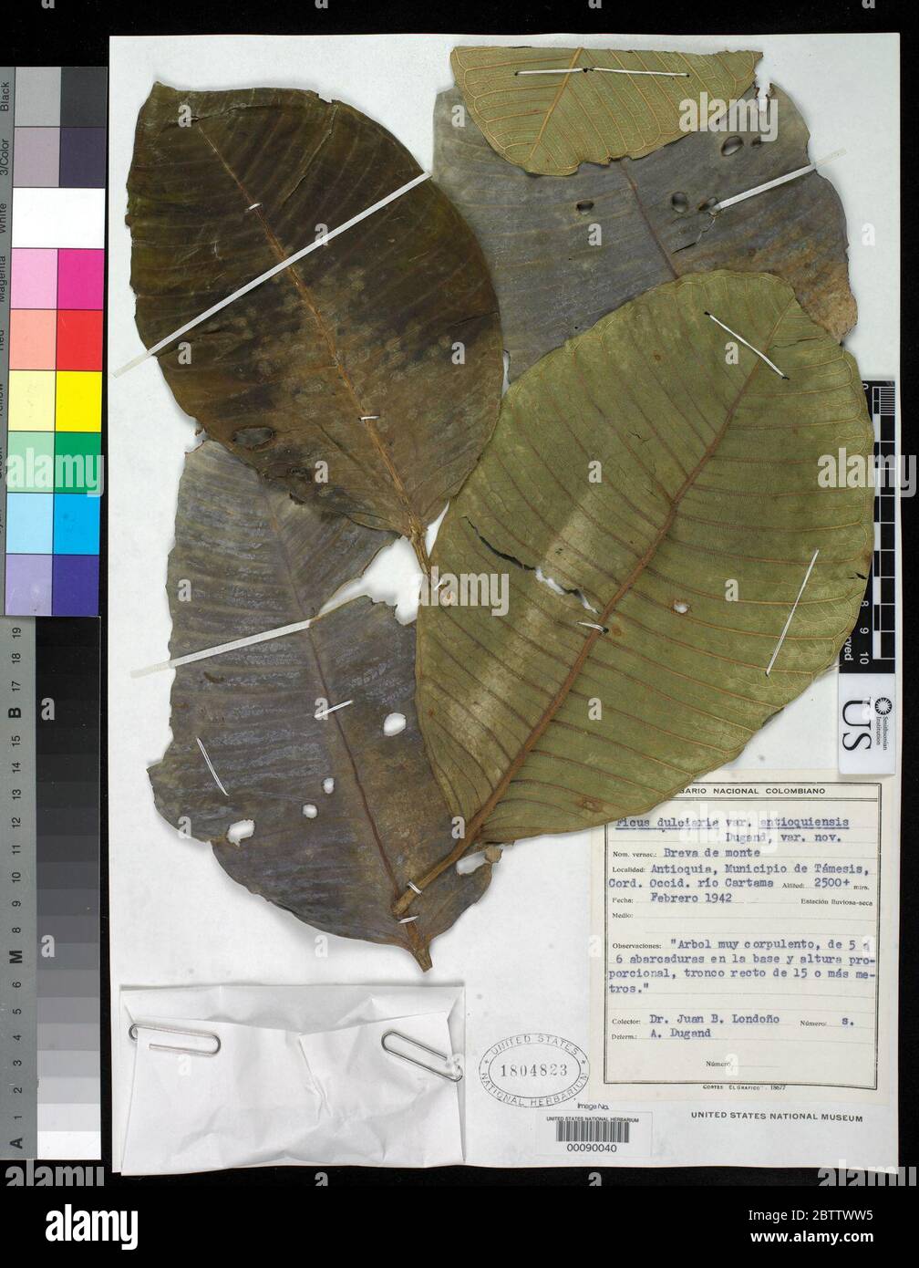 Ficus var hi-res stock photography and images - Alamy