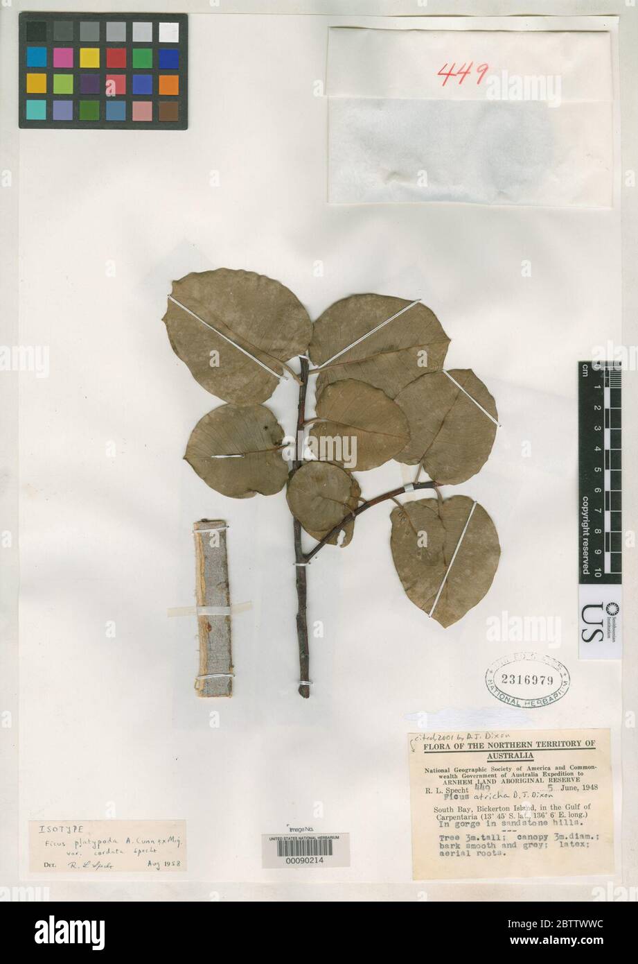 Ficus cordata hi-res stock photography and images - Alamy