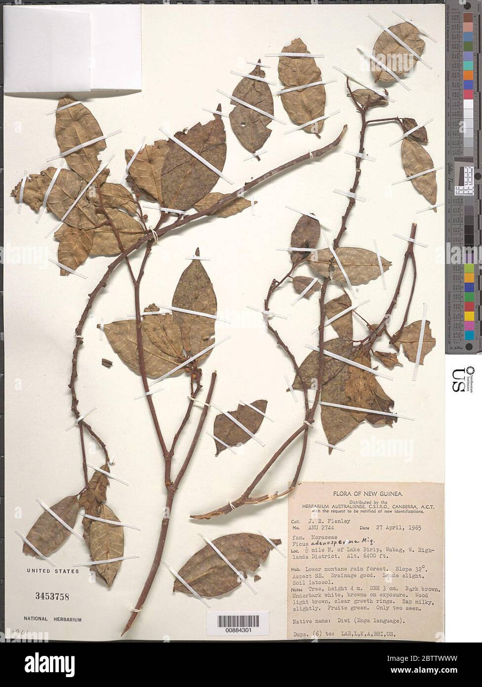 Ficus adenosperma Miq Stock Photo - Alamy