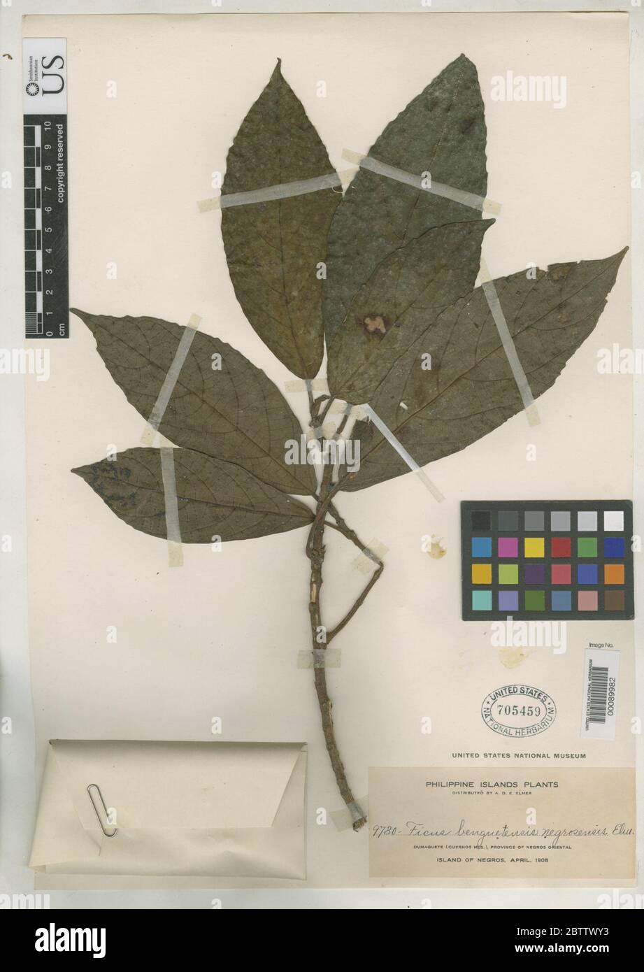 Ficus var hi-res stock photography and images - Alamy