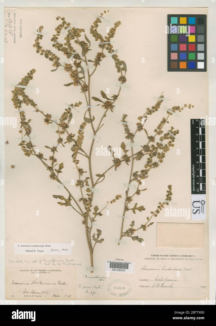 Franseria californica Gand Stock Photo - Alamy