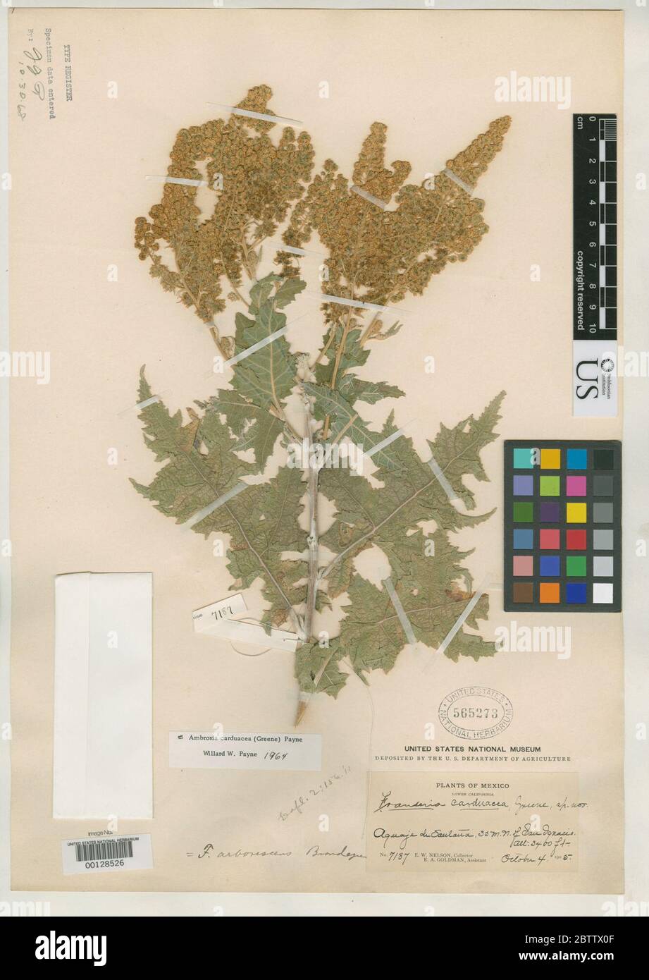 Carduacea hi-res stock photography and images - Alamy