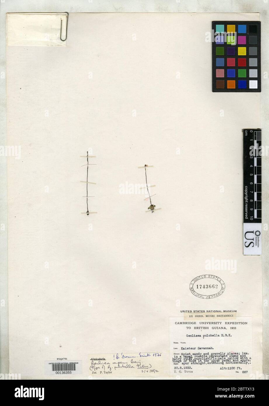 Tutin hi-res stock photography and images - Alamy