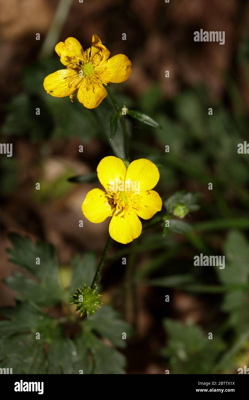 Wild yellow flower ranunculus acris family ranunculaceae modern ...
