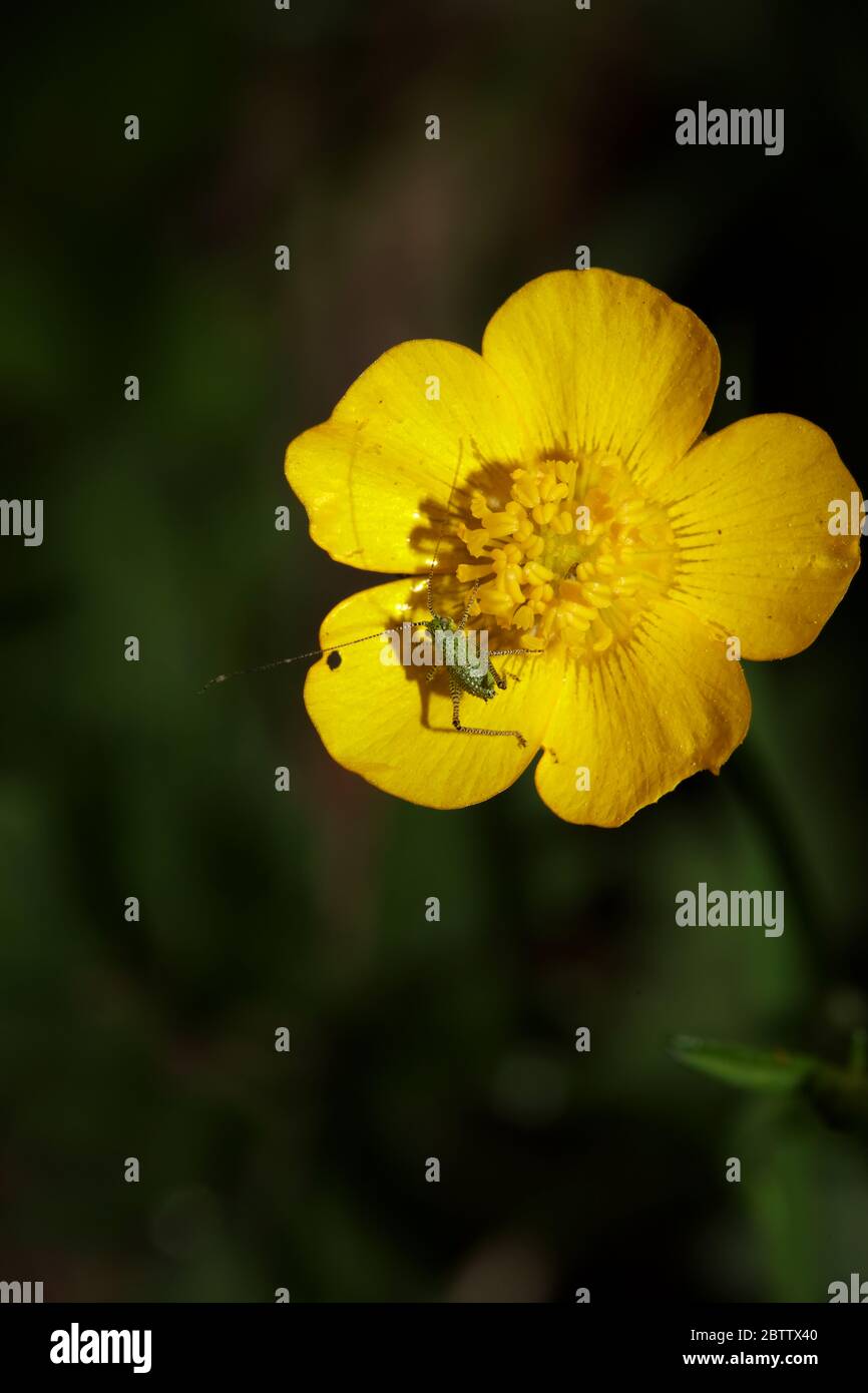 Wild yellow flower ranunculus acris family ranunculaceae modern ...