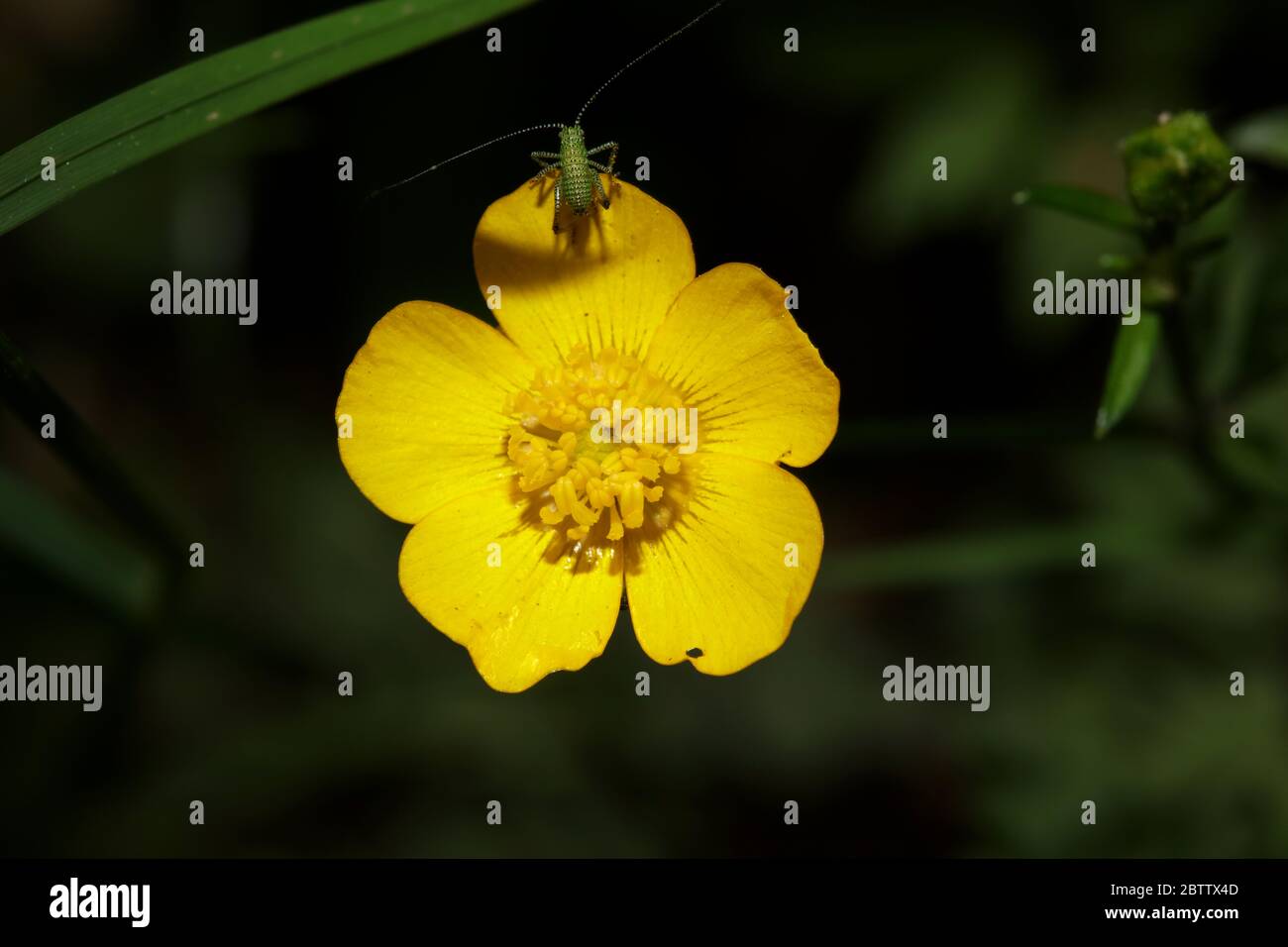 Wild yellow flower ranunculus acris family ranunculaceae modern ...