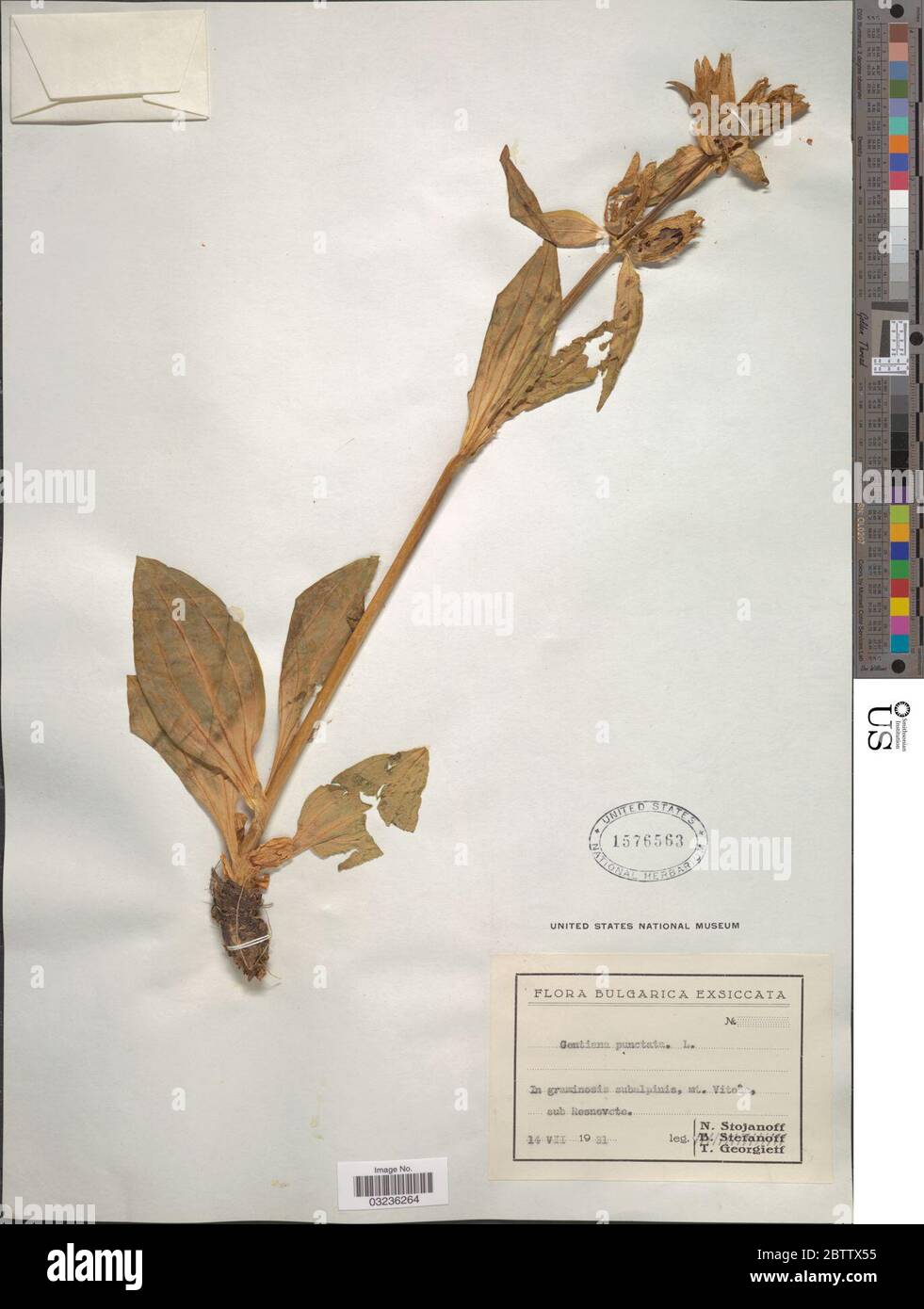 L punctata hi-res stock photography and images - Alamy