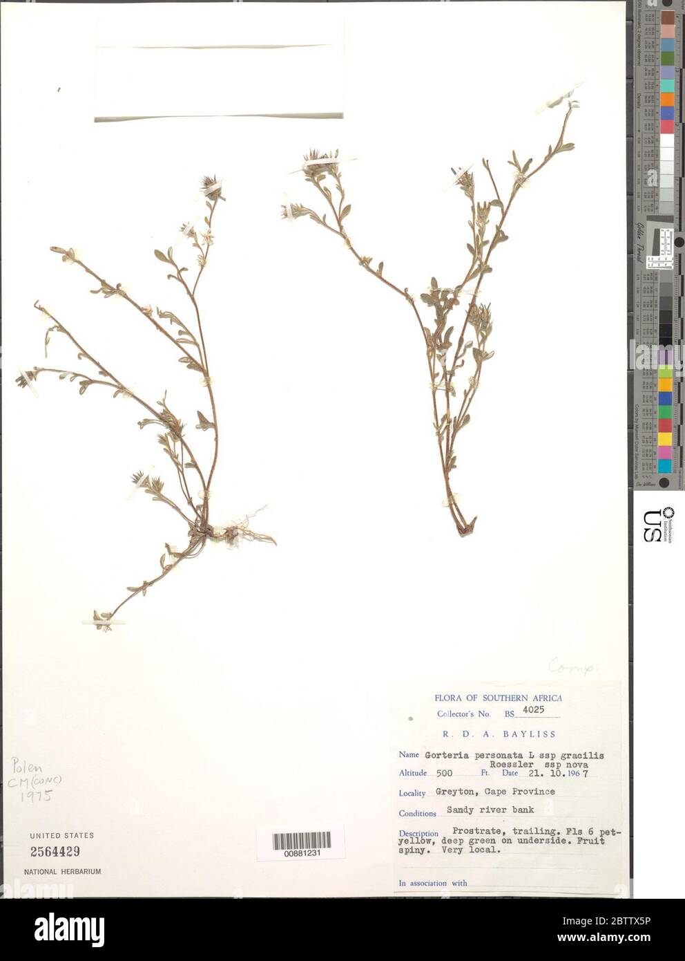 Gorteria hi-res stock photography and images - Alamy