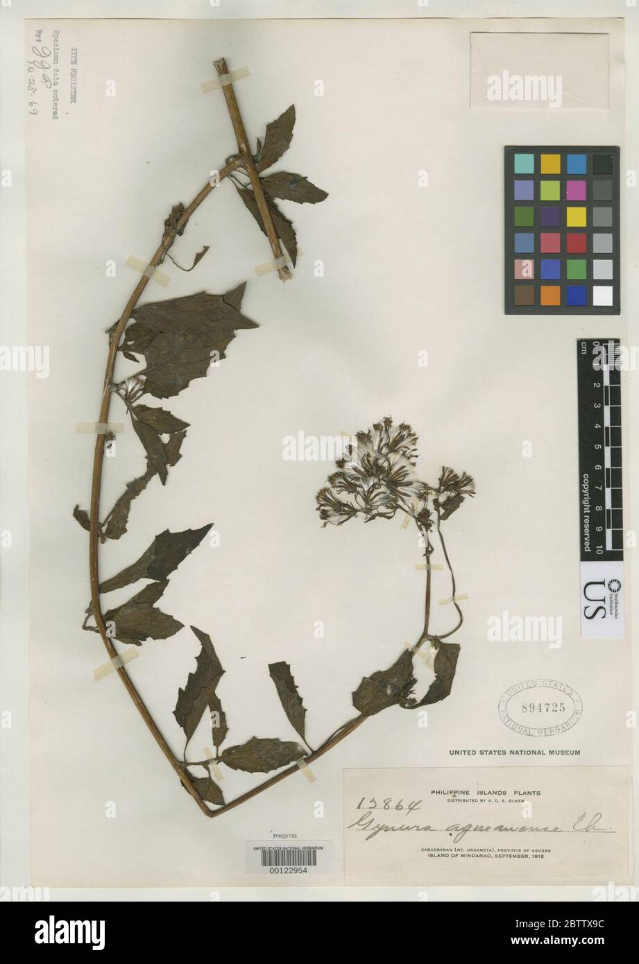 Gynura hi-res stock photography and images - Alamy