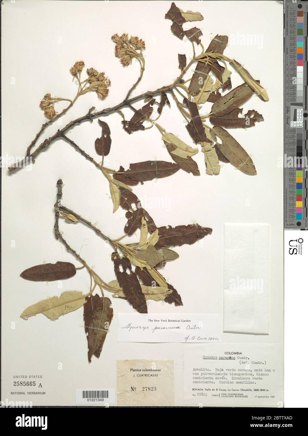 Gynoxys paramuna hi-res stock photography and images - Alamy