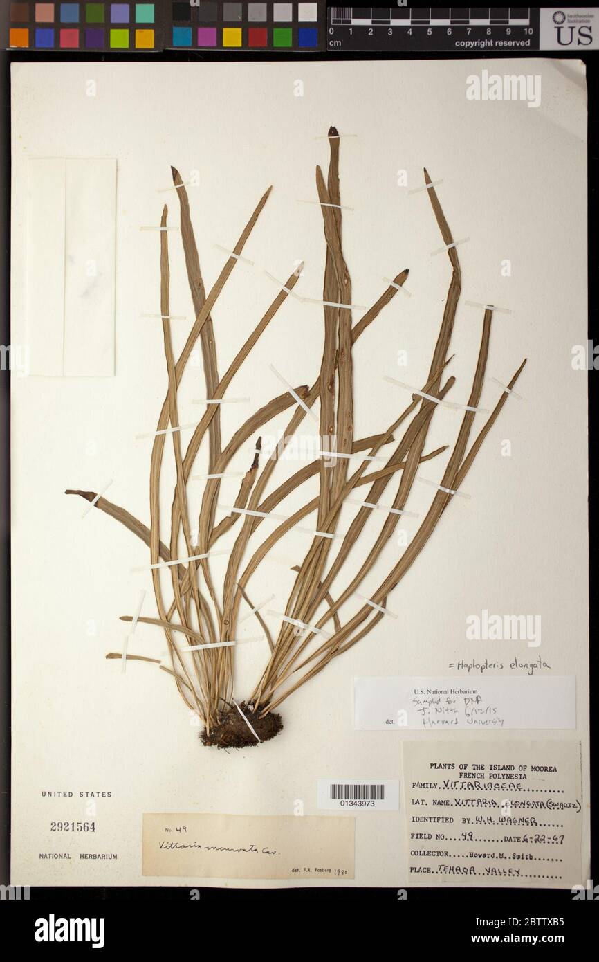 Haplopteris elongata Sw Crane Stock Photo - Alamy